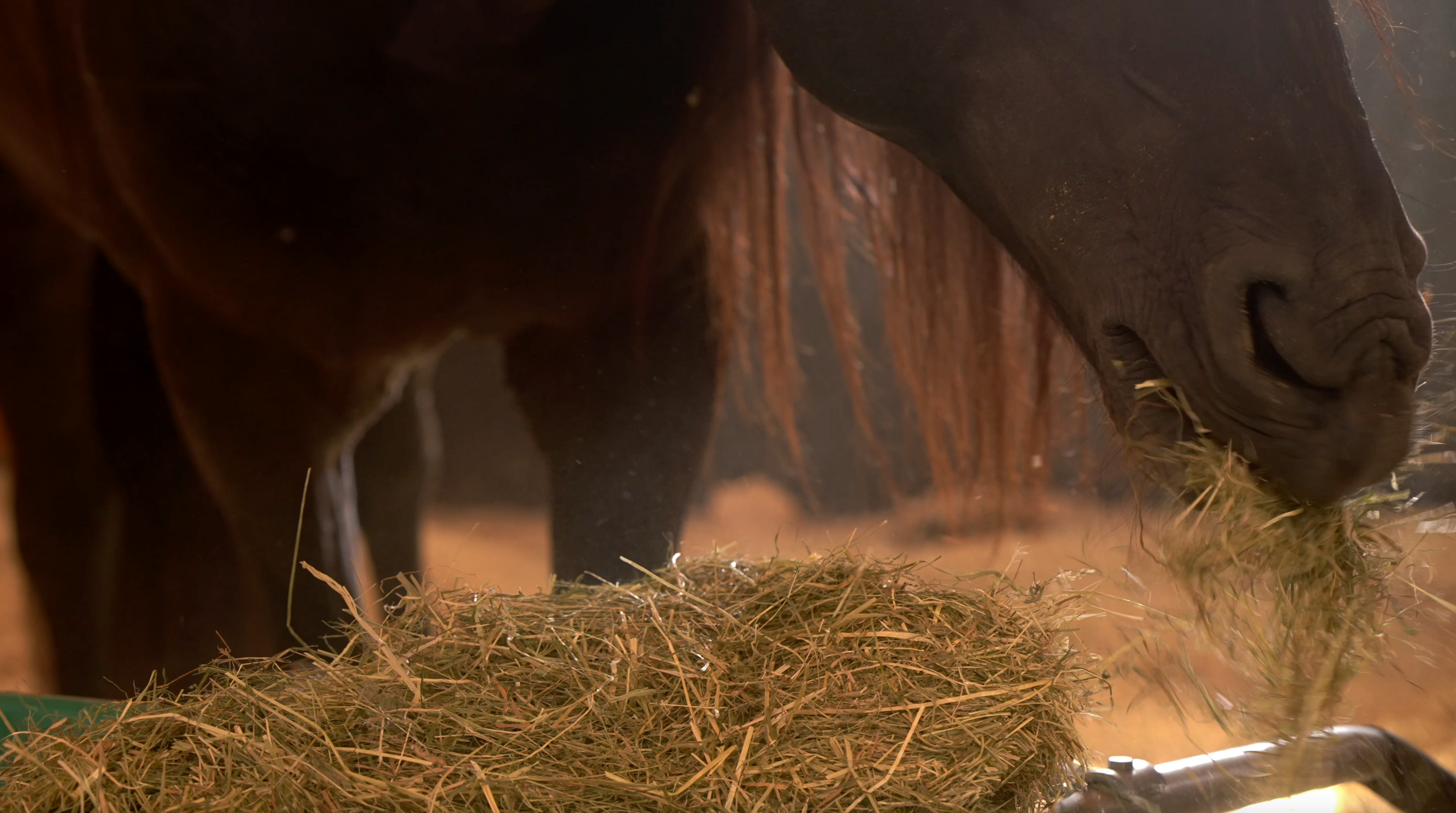 Prime Hay The Best Quality Hay Available